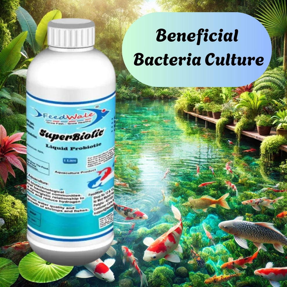 Liquid Probiotics FeedWale SuperBiotic – Improve Water Quality! - ProductWale